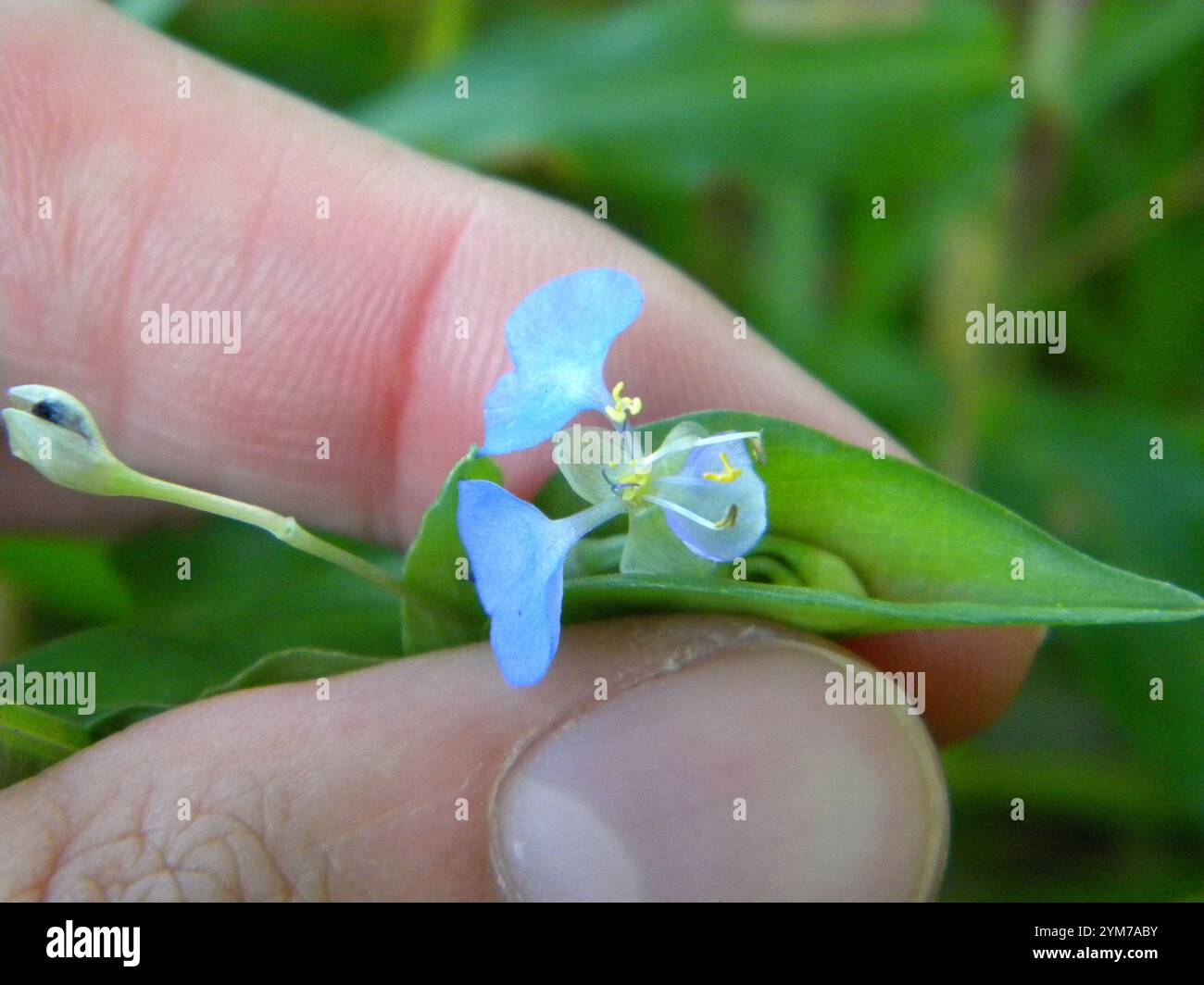 Common Climbing Dayflower (Commelina diffusa diffusa Stock Photo - Alamy