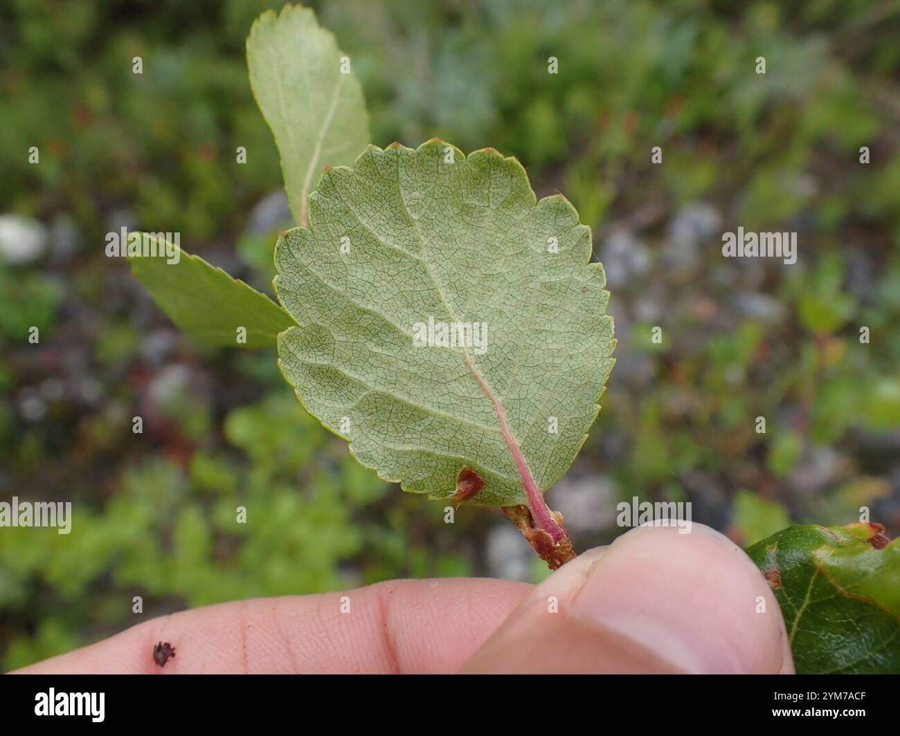dwarf resin birch (Betula glandulosa Stock Photo - Alamy