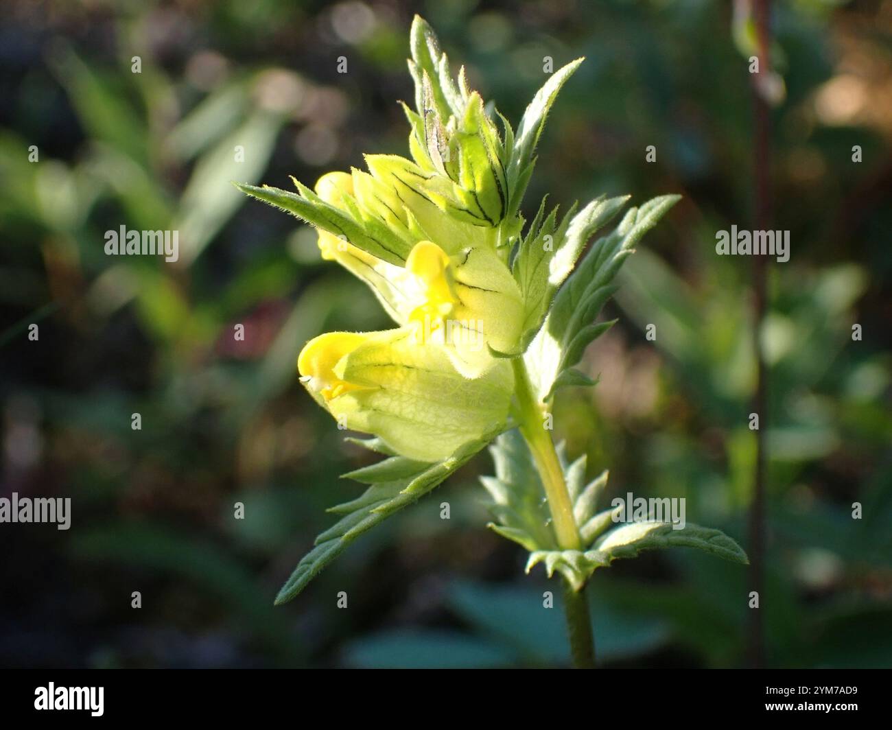 Little Yellow Rattle (Rhinanthus groenlandicus Stock Photo - Alamy