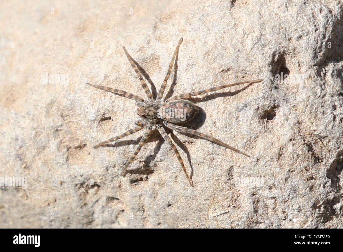 Thin-legged Wolf Spiders (Pardosa Stock Photo - Alamy