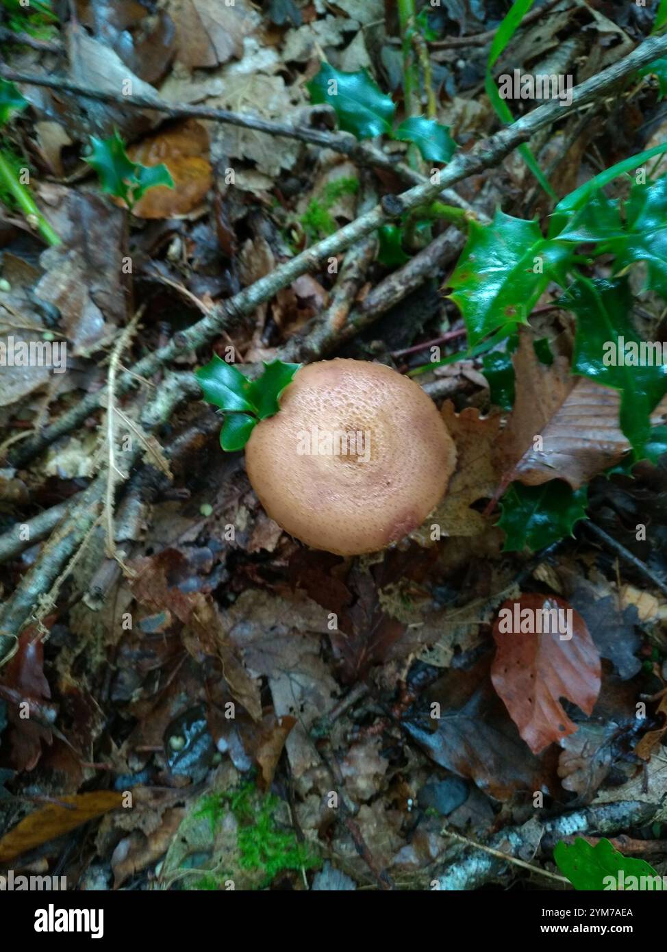 Bulbous honey fungus armillaria gallica hi-res stock photography and ...