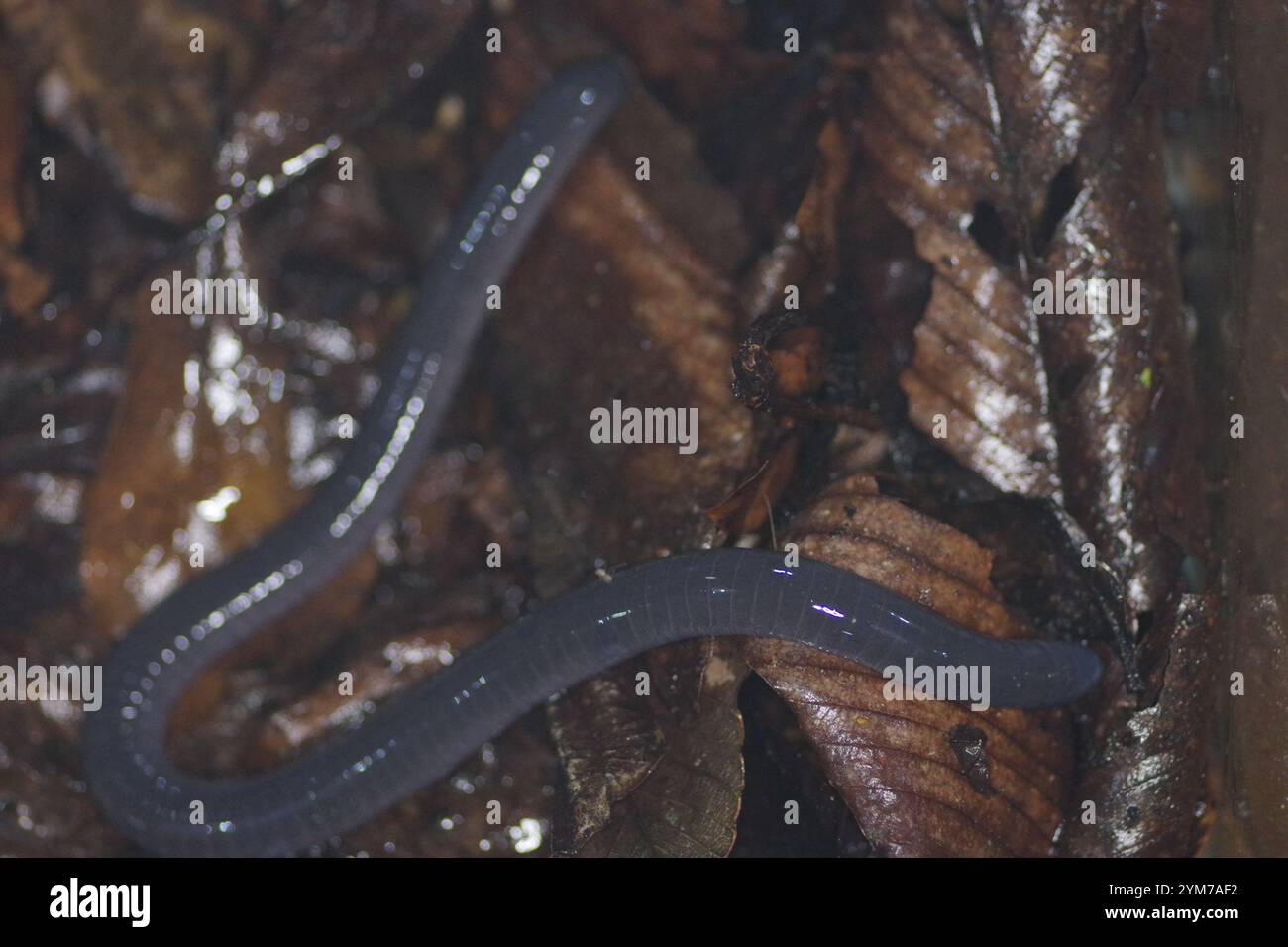 Gymnophiona hi-res stock photography and images - Alamy