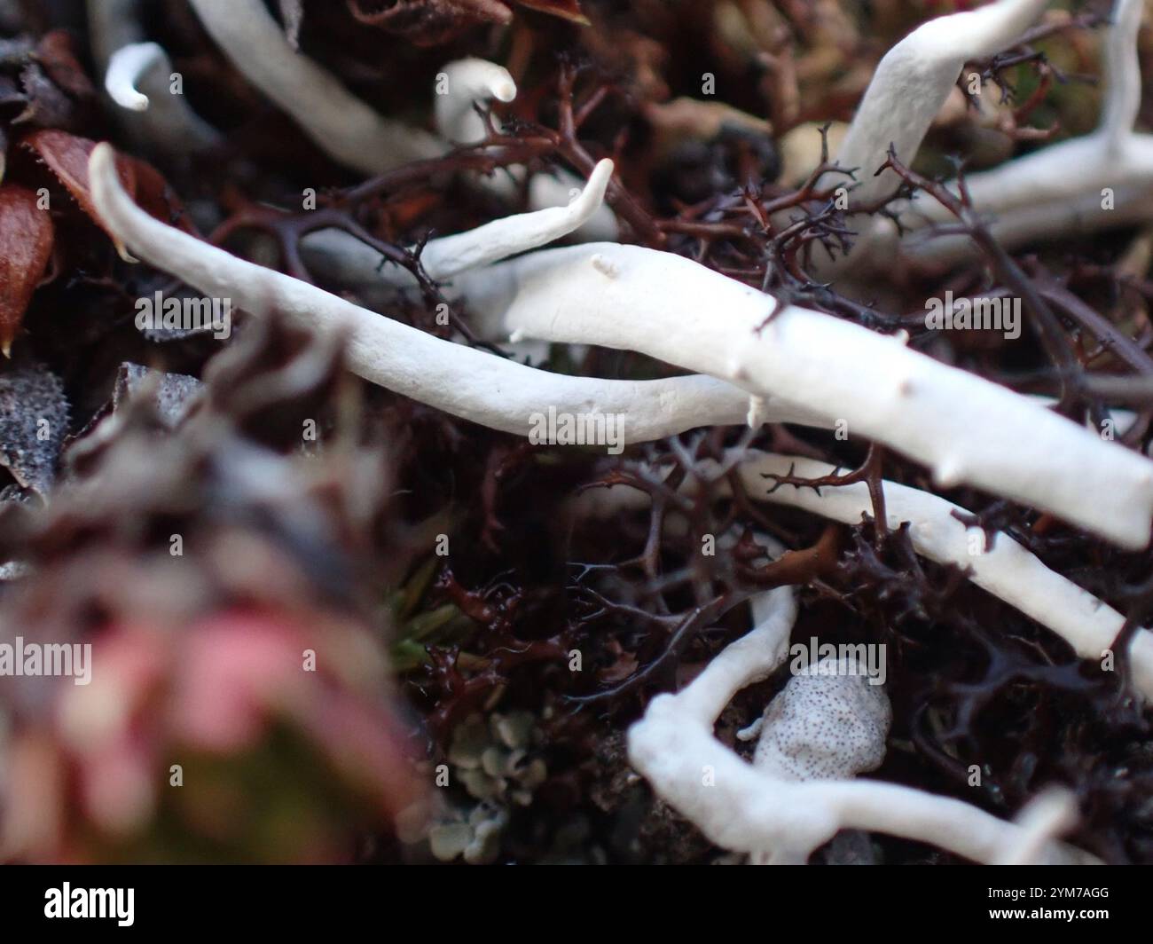 Whiteworm Lichen (Thamnolia vermicularis Stock Photo - Alamy