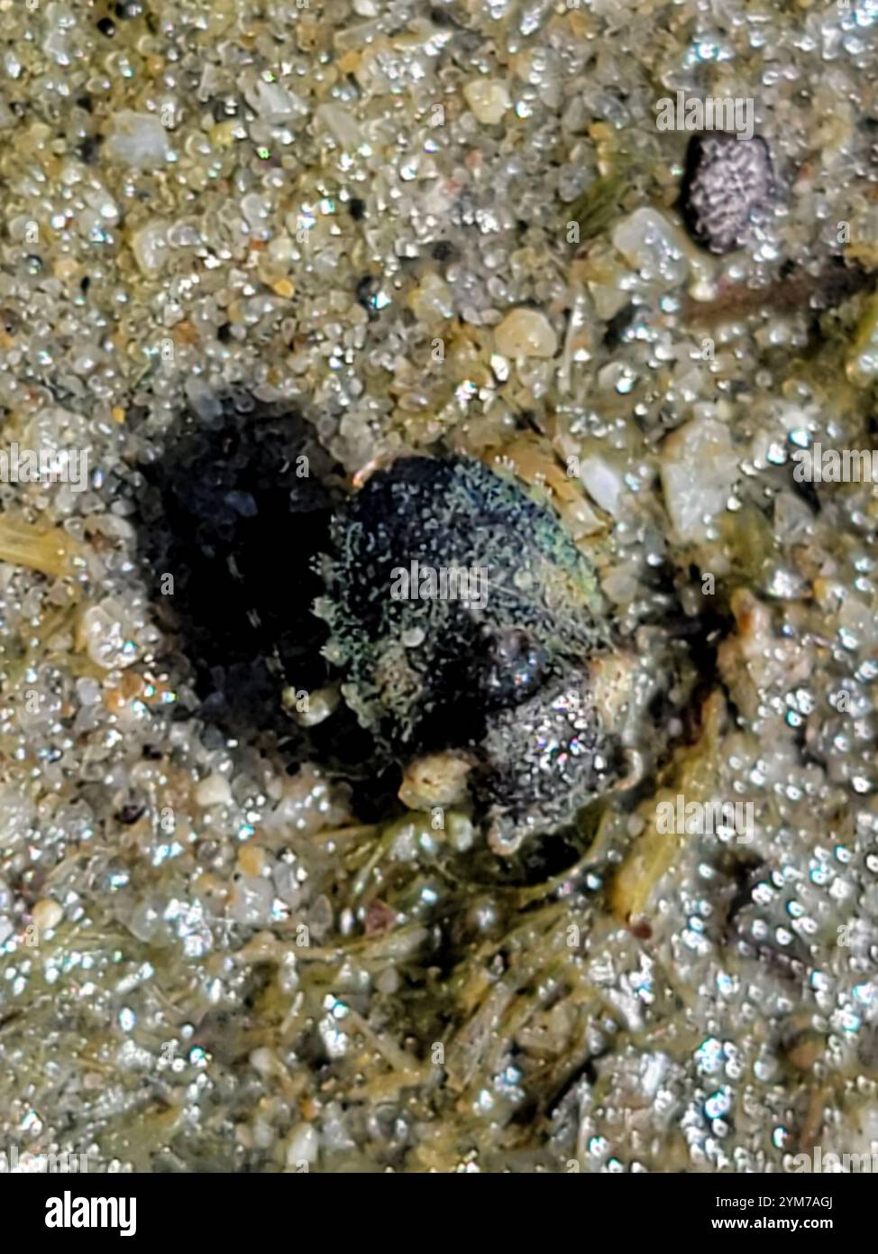 Big-eyed Toad Bug (Gelastocoris oculatus Stock Photo - Alamy