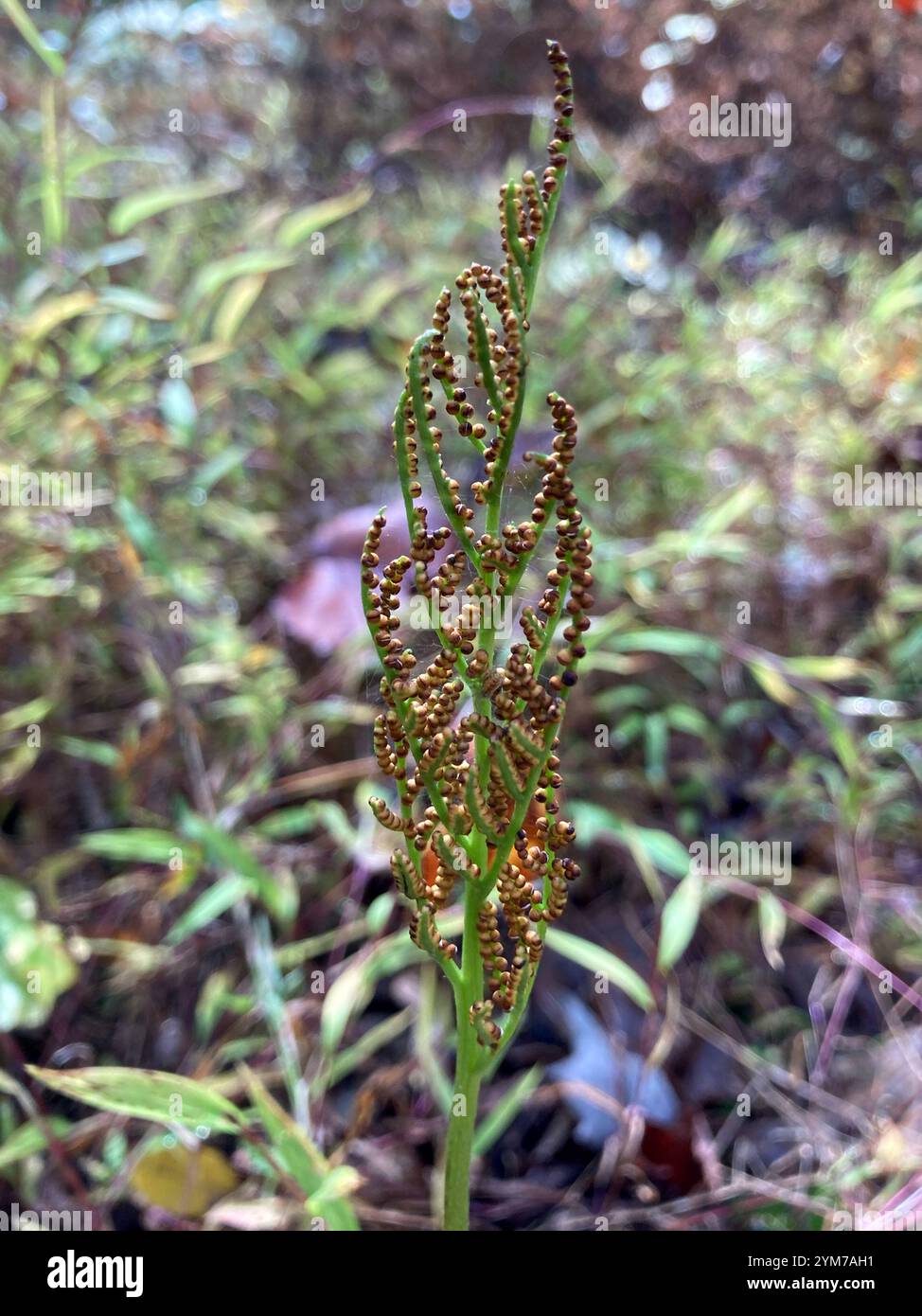 Cutleaf Grapefern (Sceptridium dissectum Stock Photo - Alamy