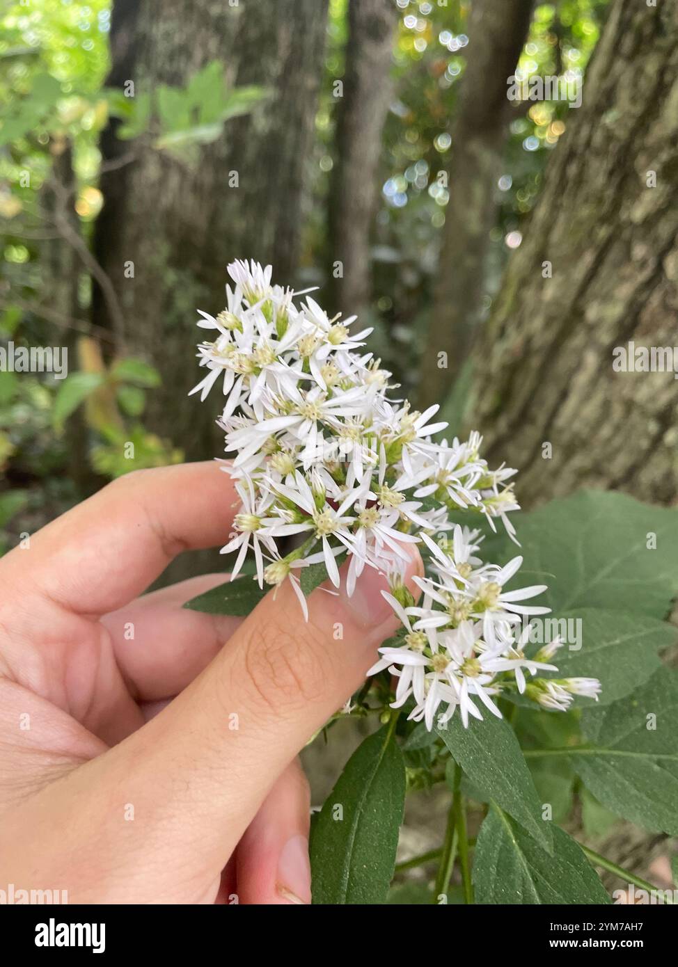 Arrow-leaved Aster (Symphyotrichum urophyllum Stock Photo - Alamy
