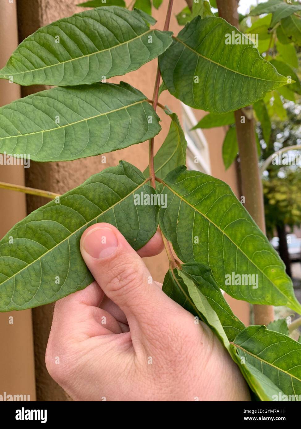 tree-of-heaven (Ailanthus altissima Stock Photo - Alamy