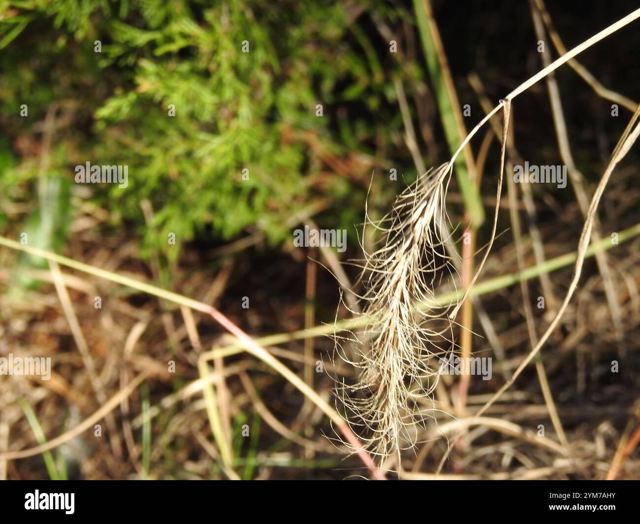 Canada wild rye (Elymus canadensis Stock Photo - Alamy