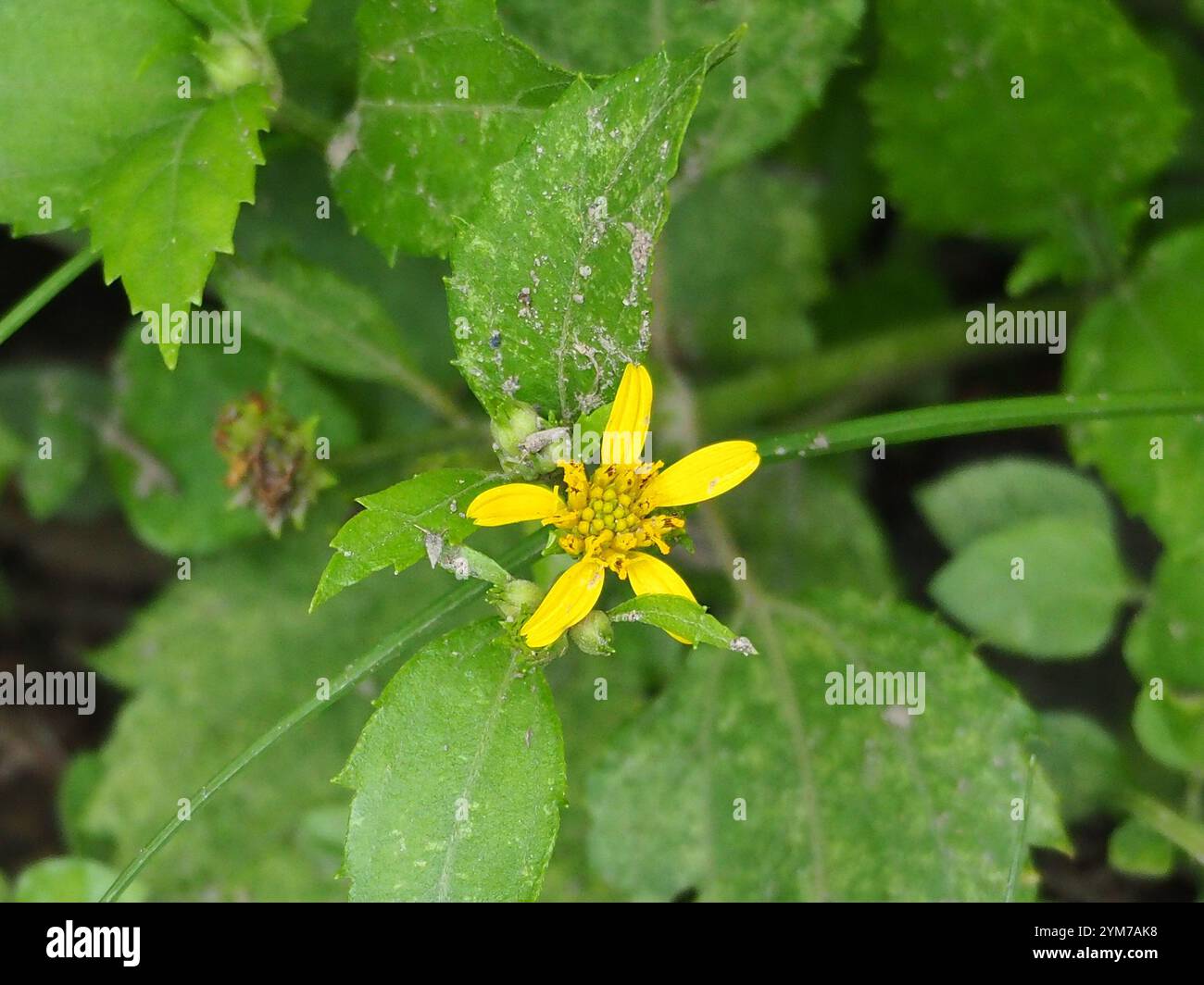 sea daisy (Wollastonia biflora Stock Photo - Alamy