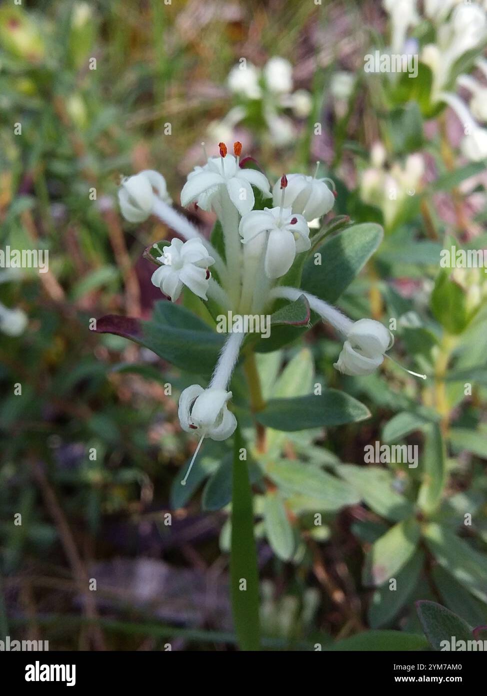 Pimelea humilis hi-res stock photography and images - Alamy