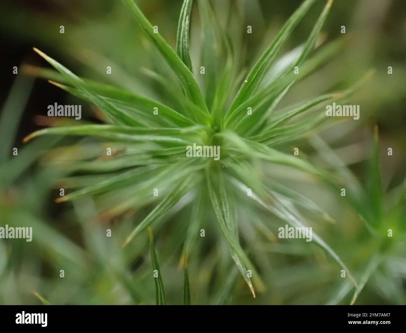 juniper haircap moss (Polytrichum juniperinum Stock Photo - Alamy