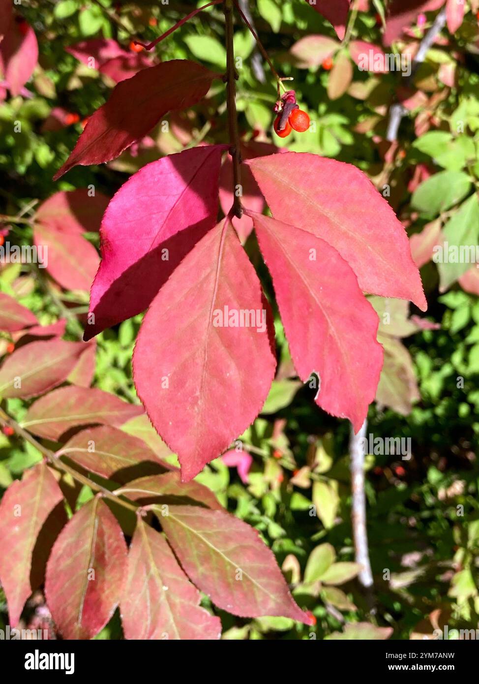 winged euonymus (Euonymus alatus Stock Photo - Alamy