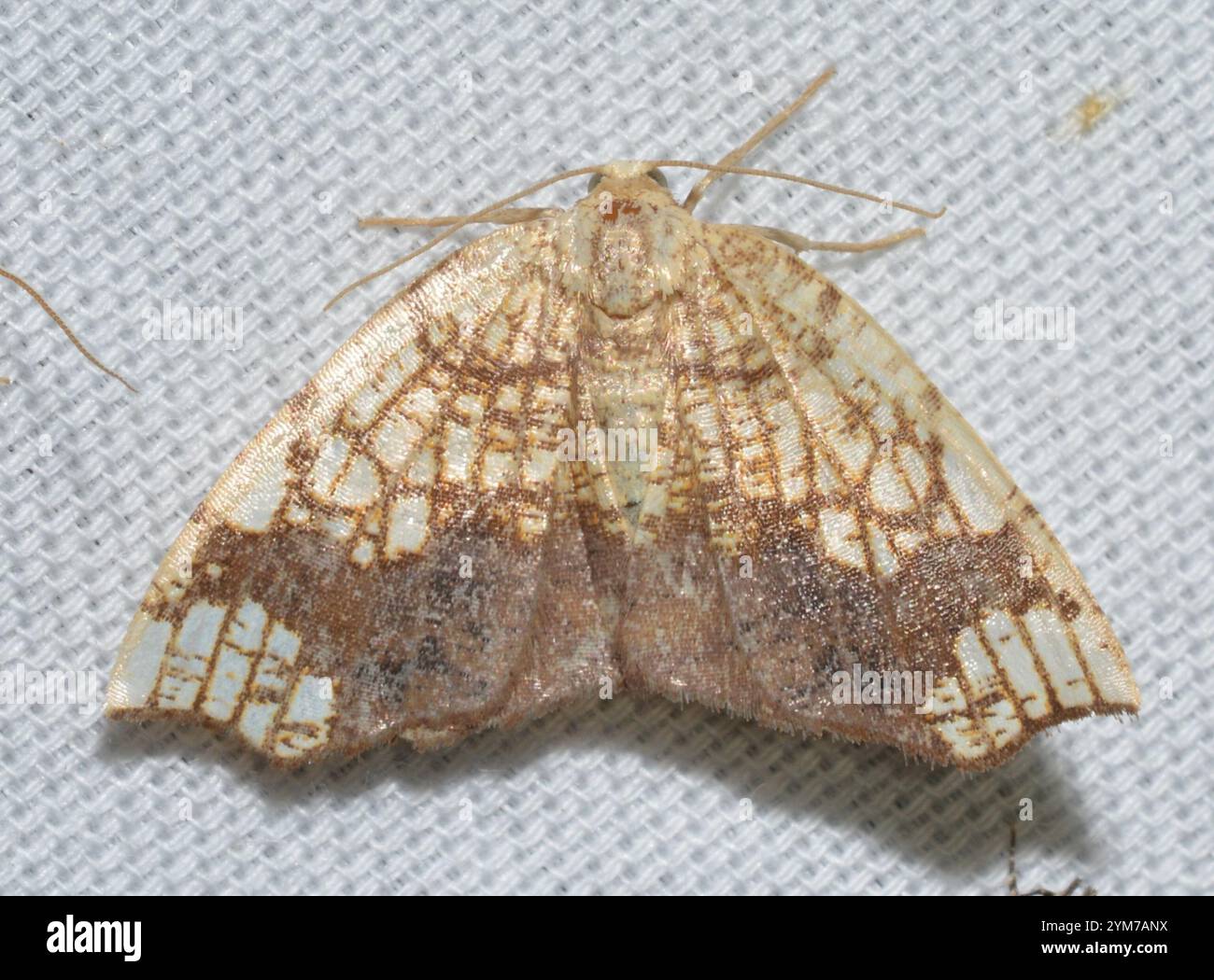 Horned spanworm hi-res stock photography and images - Alamy