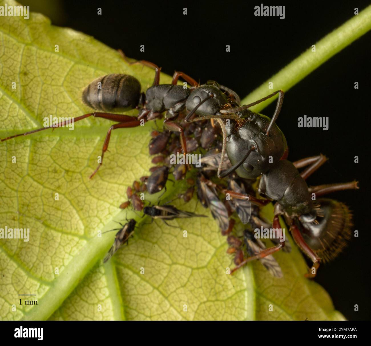 Western Black Carpenter Ant (Camponotus modoc Stock Photo - Alamy