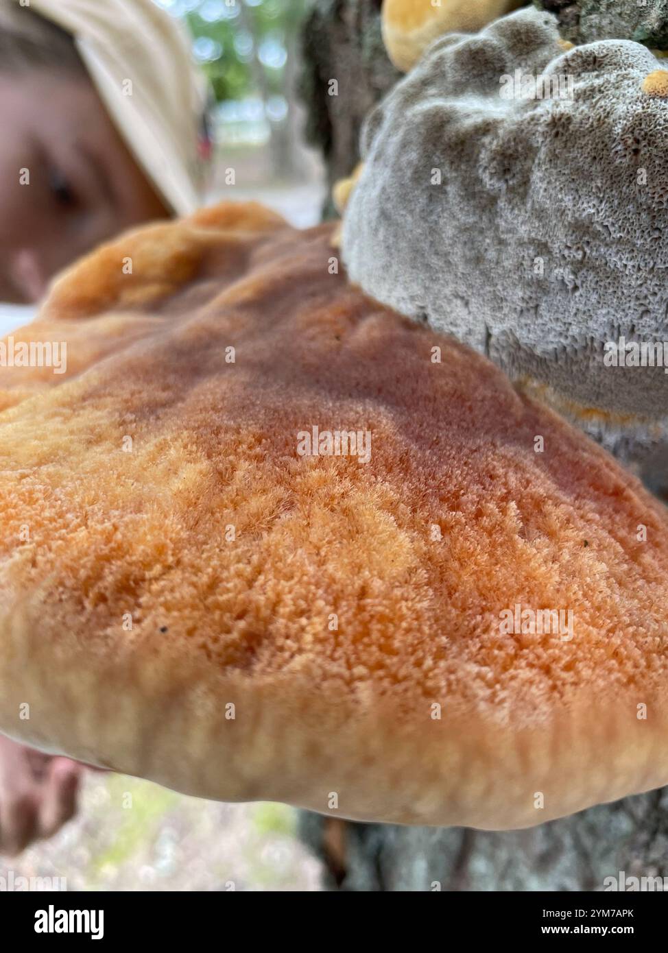 shelf fungi (Polyporales Stock Photo - Alamy