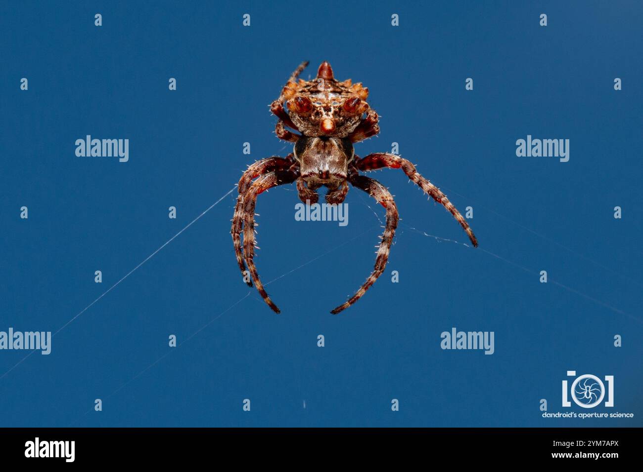 Star-bellied Orb-web Spiders (Acanthepeira Stock Photo - Alamy