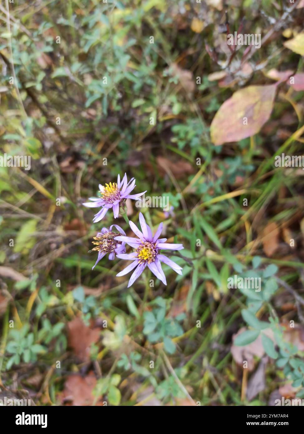 Italian Aster (Aster amellus Stock Photo - Alamy