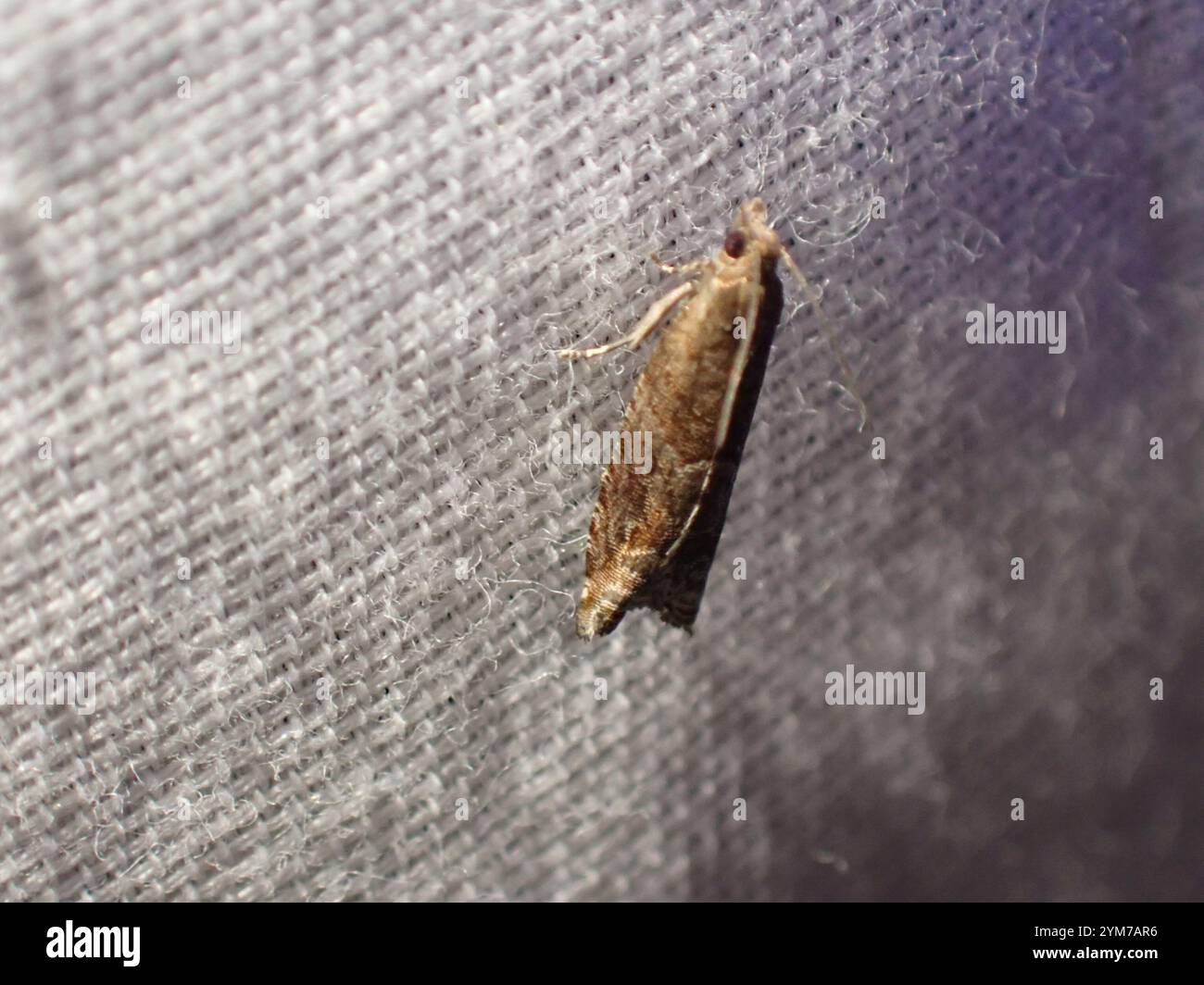 Tortricid Leafroller Moths (Tortricidae Stock Photo - Alamy