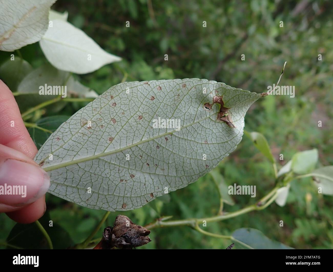 balsam poplar (Populus balsamifera Stock Photo - Alamy