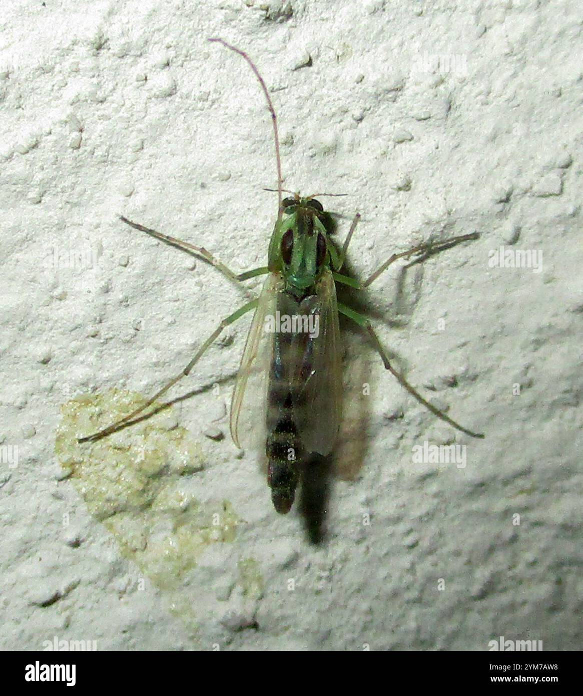 Non-biting Midges (Chironomidae Stock Photo - Alamy