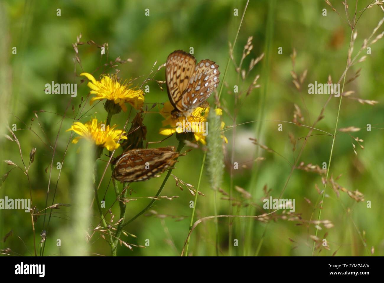 Northwestern fritillary hi-res stock photography and images - Alamy