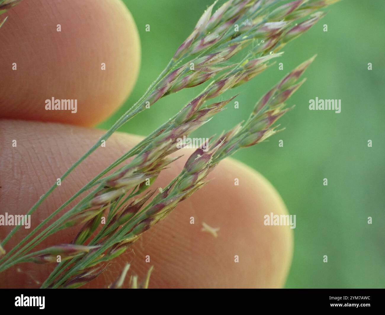 canadian bluejoint (Calamagrostis canadensis Stock Photo - Alamy