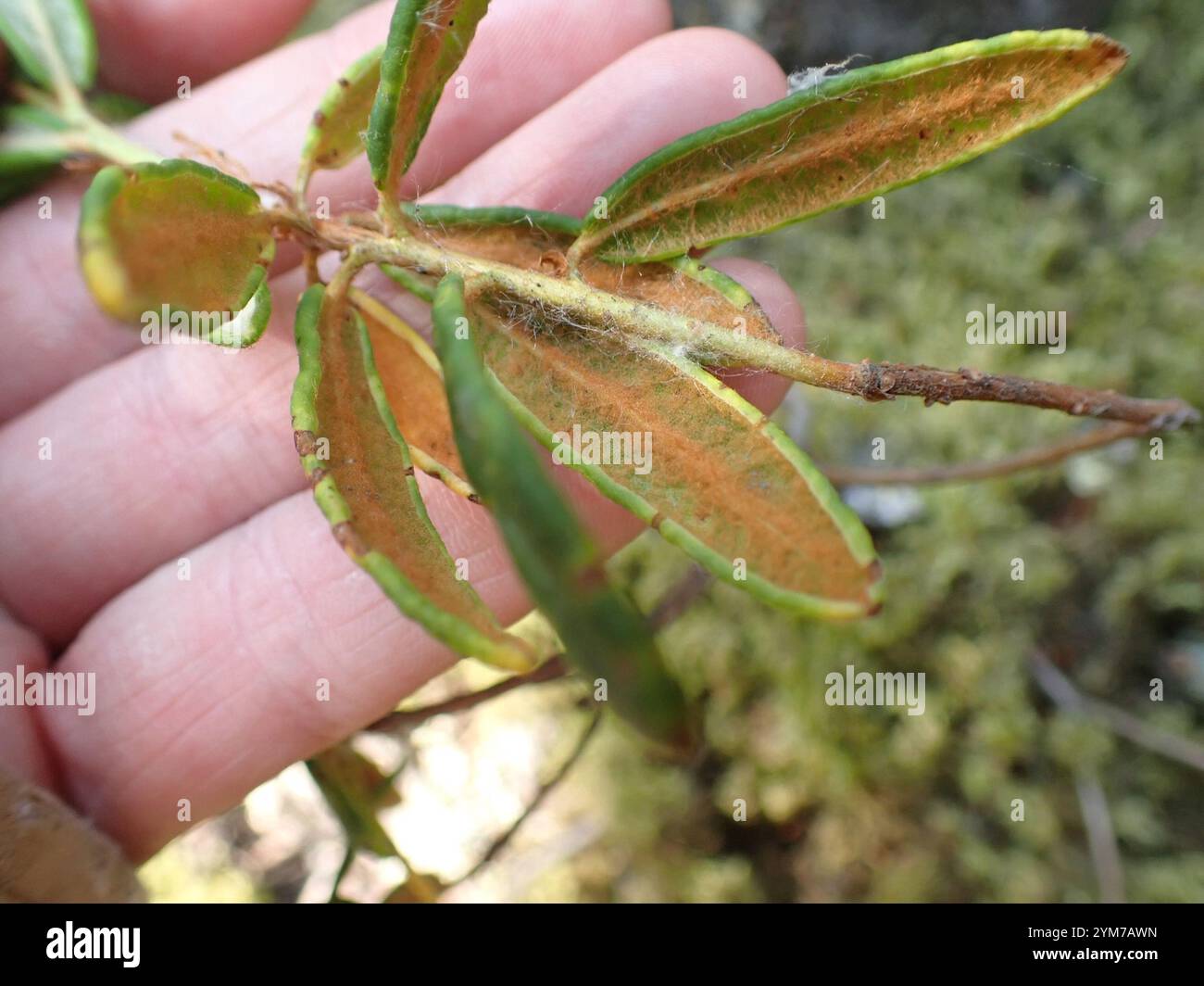 Bog Labrador Tea (Rhododendron groenlandicum Stock Photo - Alamy