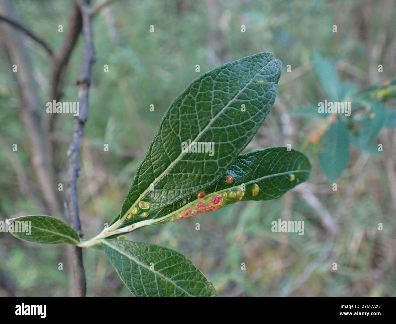 Aculus tetanothrix hi-res stock photography and images - Alamy