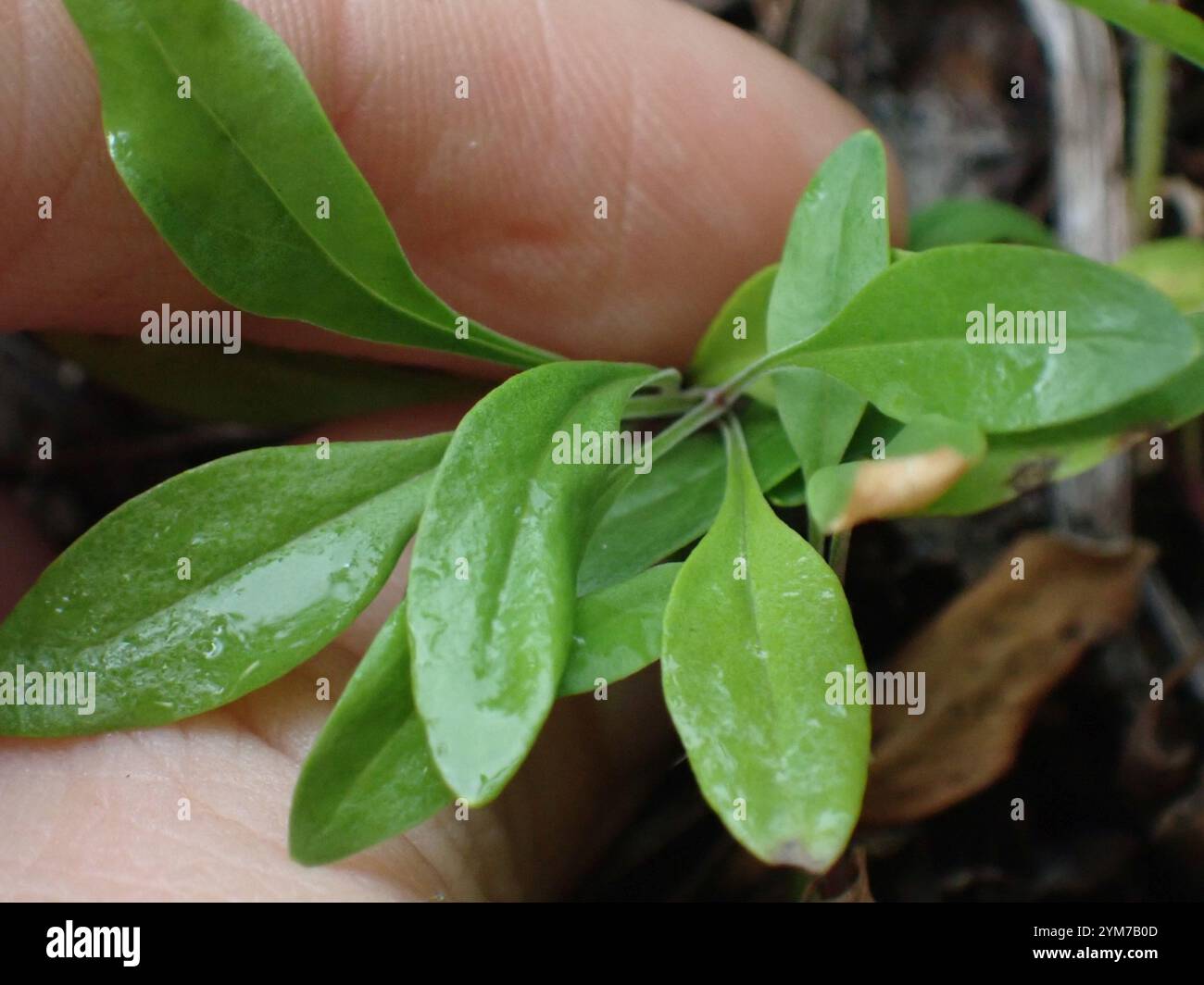 vascular plants (Tracheophyta Stock Photo - Alamy