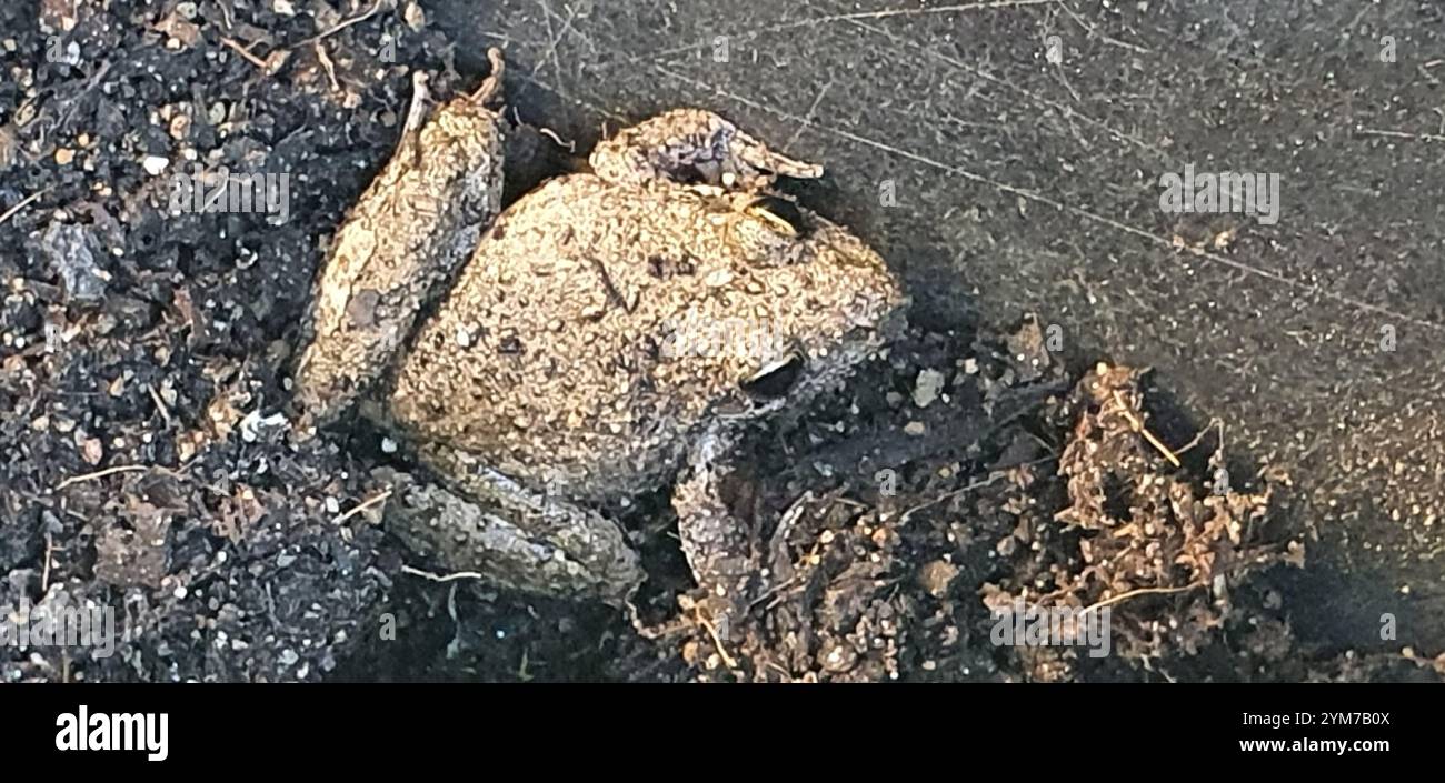 Bumpy Rocket Frog (Litoria inermis Stock Photo - Alamy