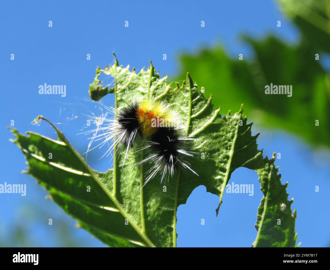 Spotted Tussock Moth (Lophocampa maculata Stock Photo - Alamy