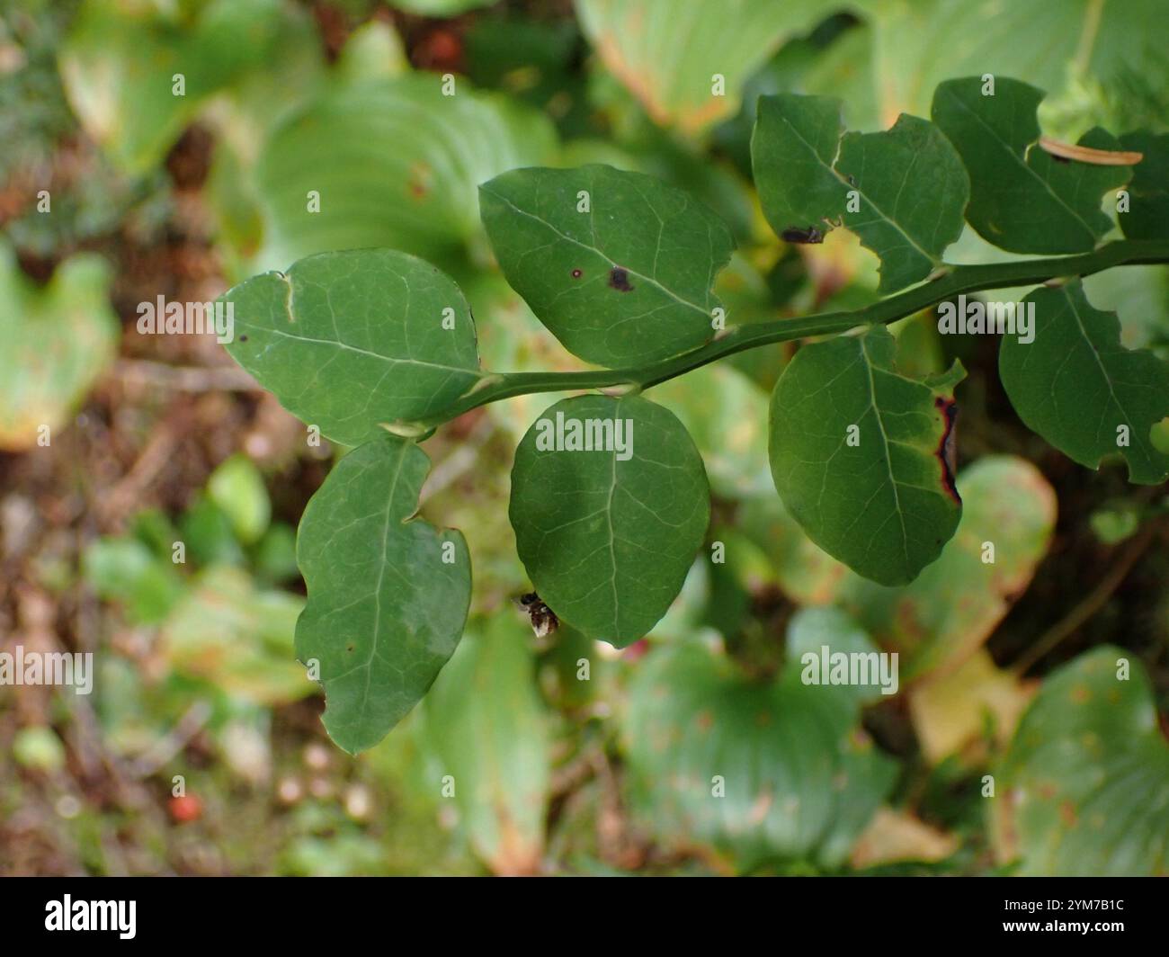 Red Huckleberry (Vaccinium parvifolium Stock Photo - Alamy