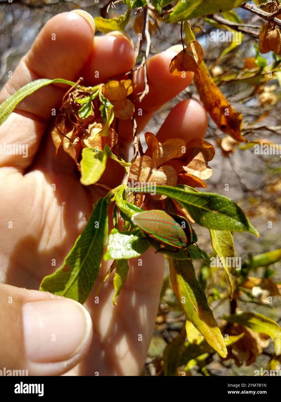 Blackburniae hi-res stock photography and images - Alamy