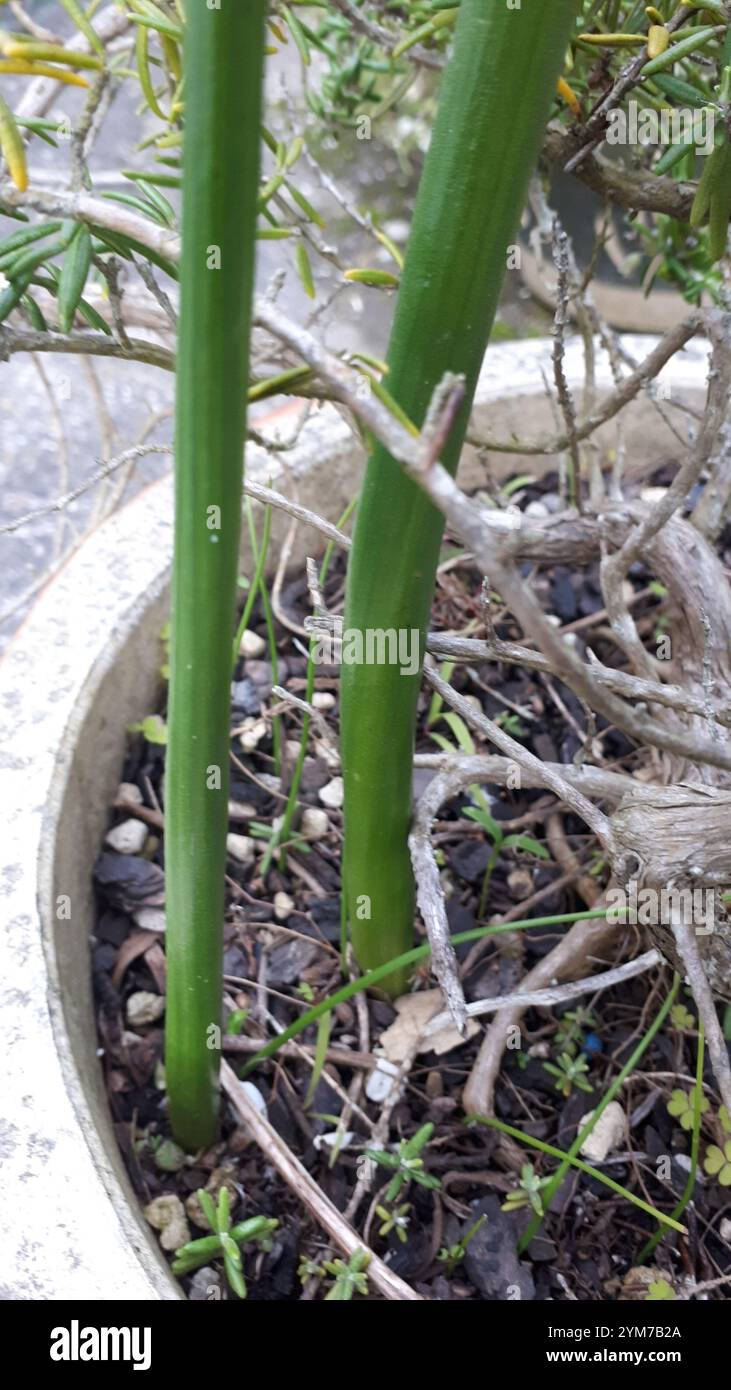 common onion-orchid (Microtis unifolia Stock Photo - Alamy