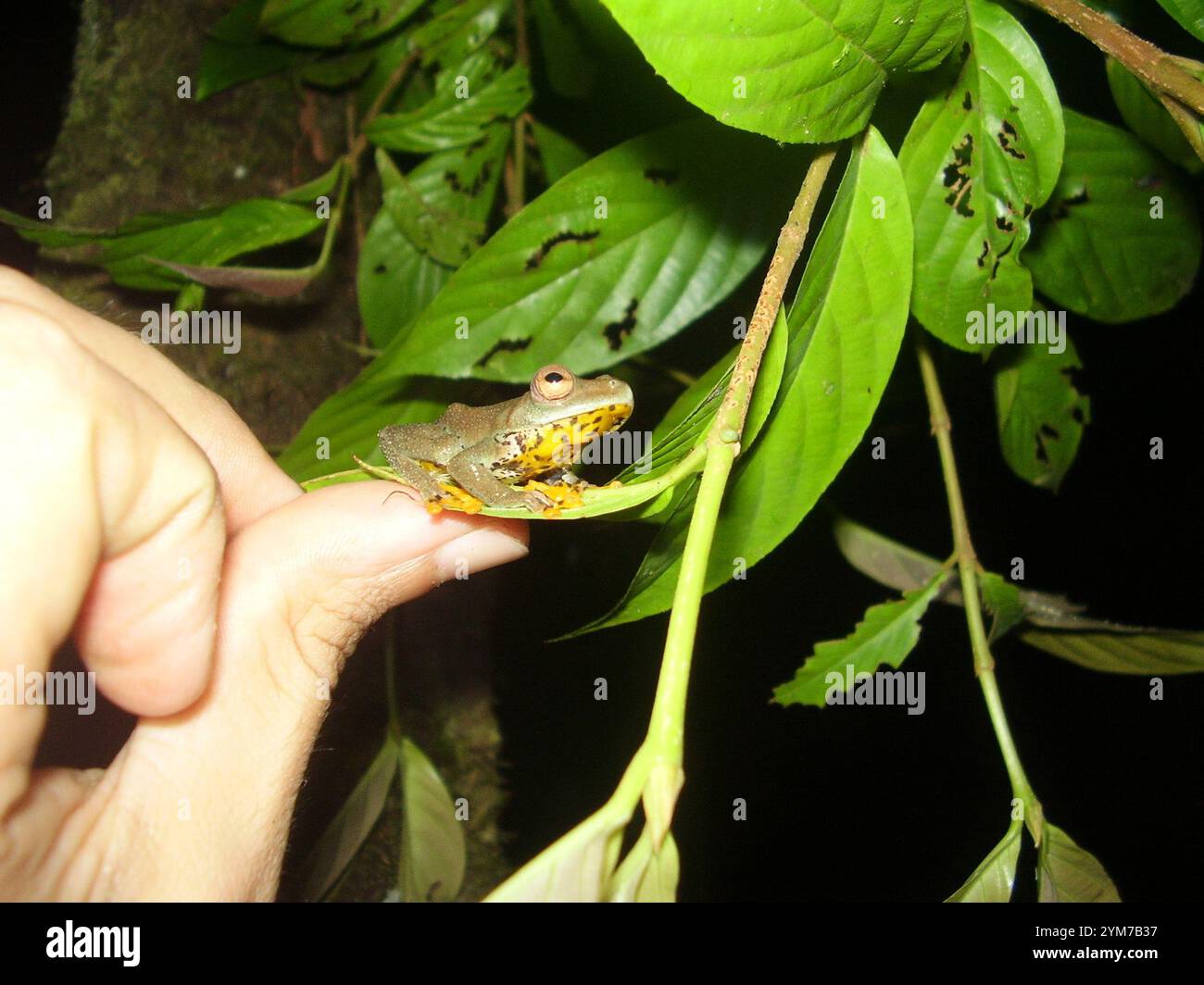 São Tomé Giant Treefrog (Hyperolius thomensis Stock Photo - Alamy