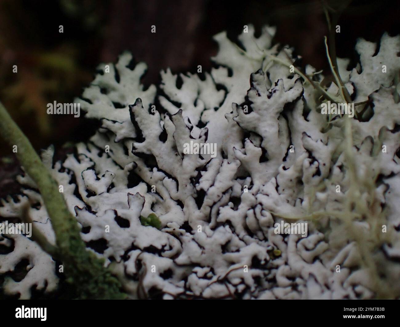 common lichens (Lecanoromycetes Stock Photo - Alamy