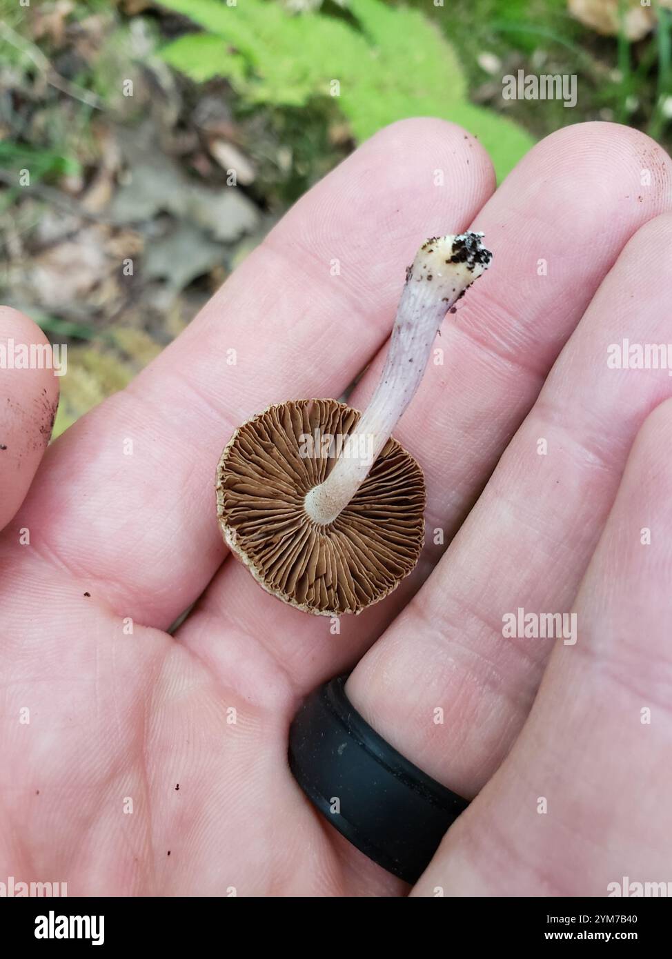 Lilac fibrecap hi-res stock photography and images - Alamy