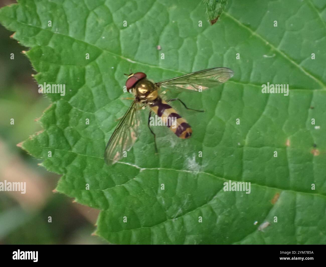 Cinctella hi-res stock photography and images - Alamy