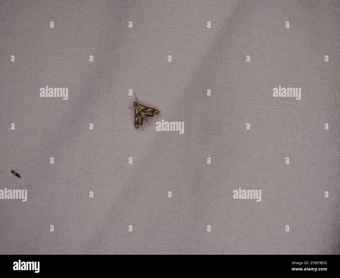 Imitable Crambid (Chrysendeton imitabilis Stock Photo - Alamy