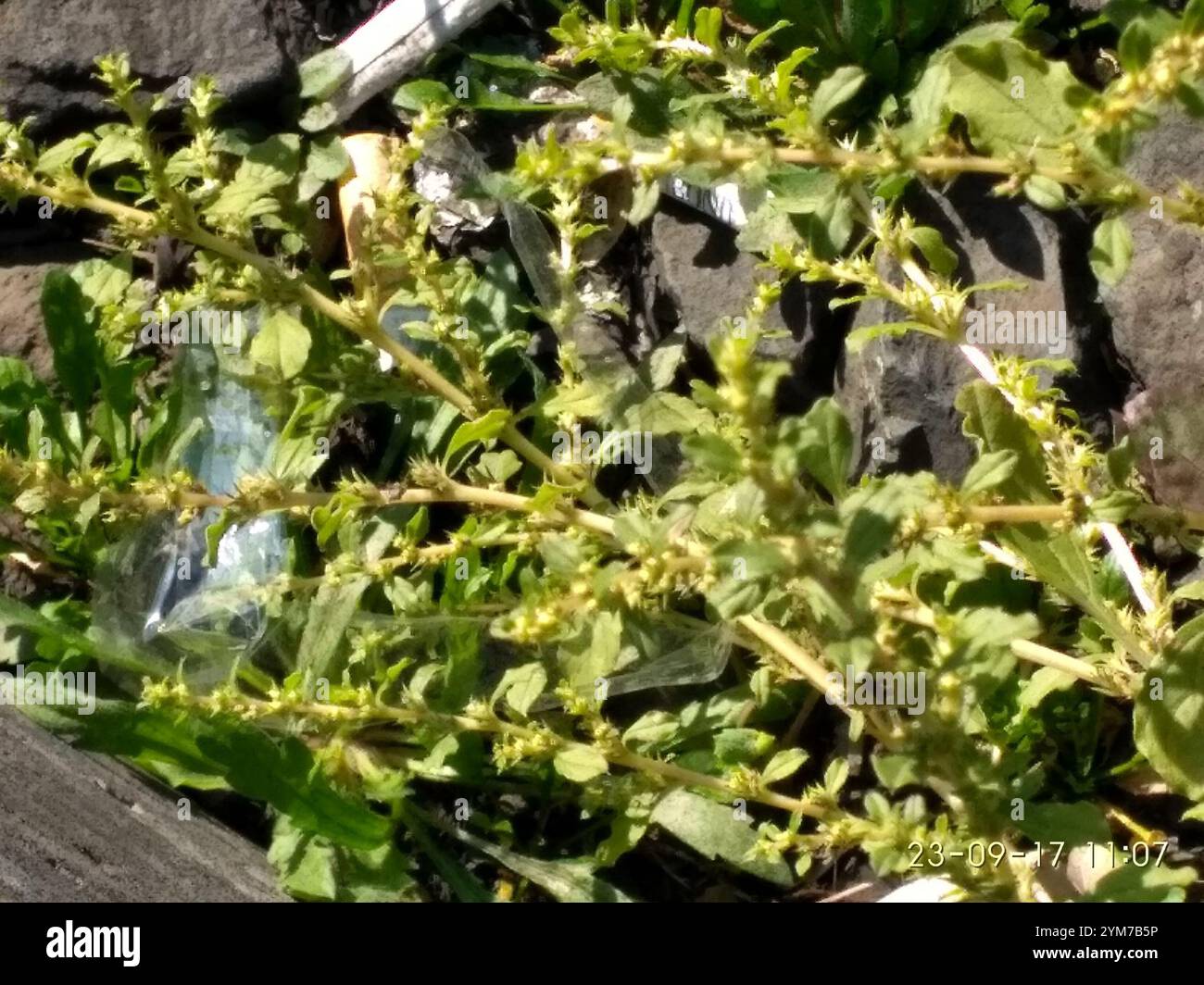 Prostrate pigweed hi-res stock photography and images - Alamy