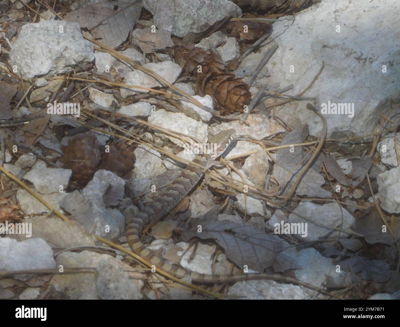 Arizona alligator lizard hi-res stock photography and images - Alamy