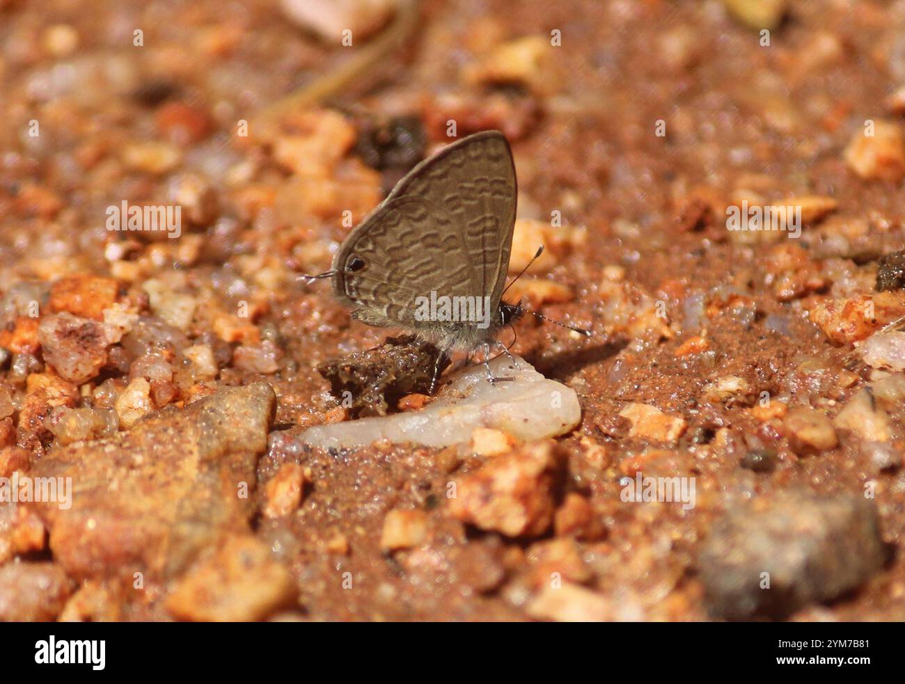 Common Line Blue (Prosotas nora Stock Photo - Alamy