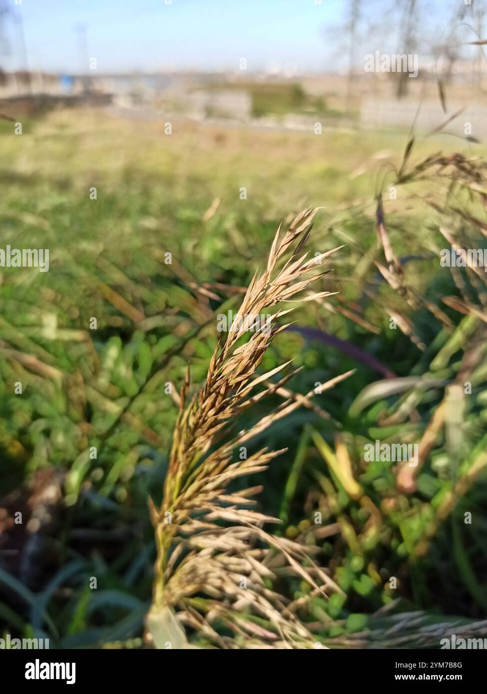 Smooth Brome (Bromus inermis Stock Photo - Alamy