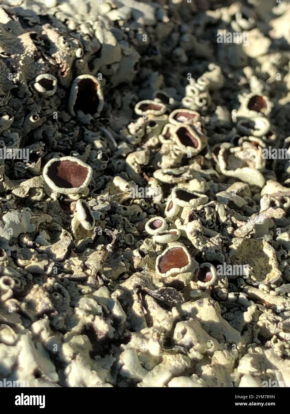 rock shield lichens (Xanthoparmelia Stock Photo - Alamy