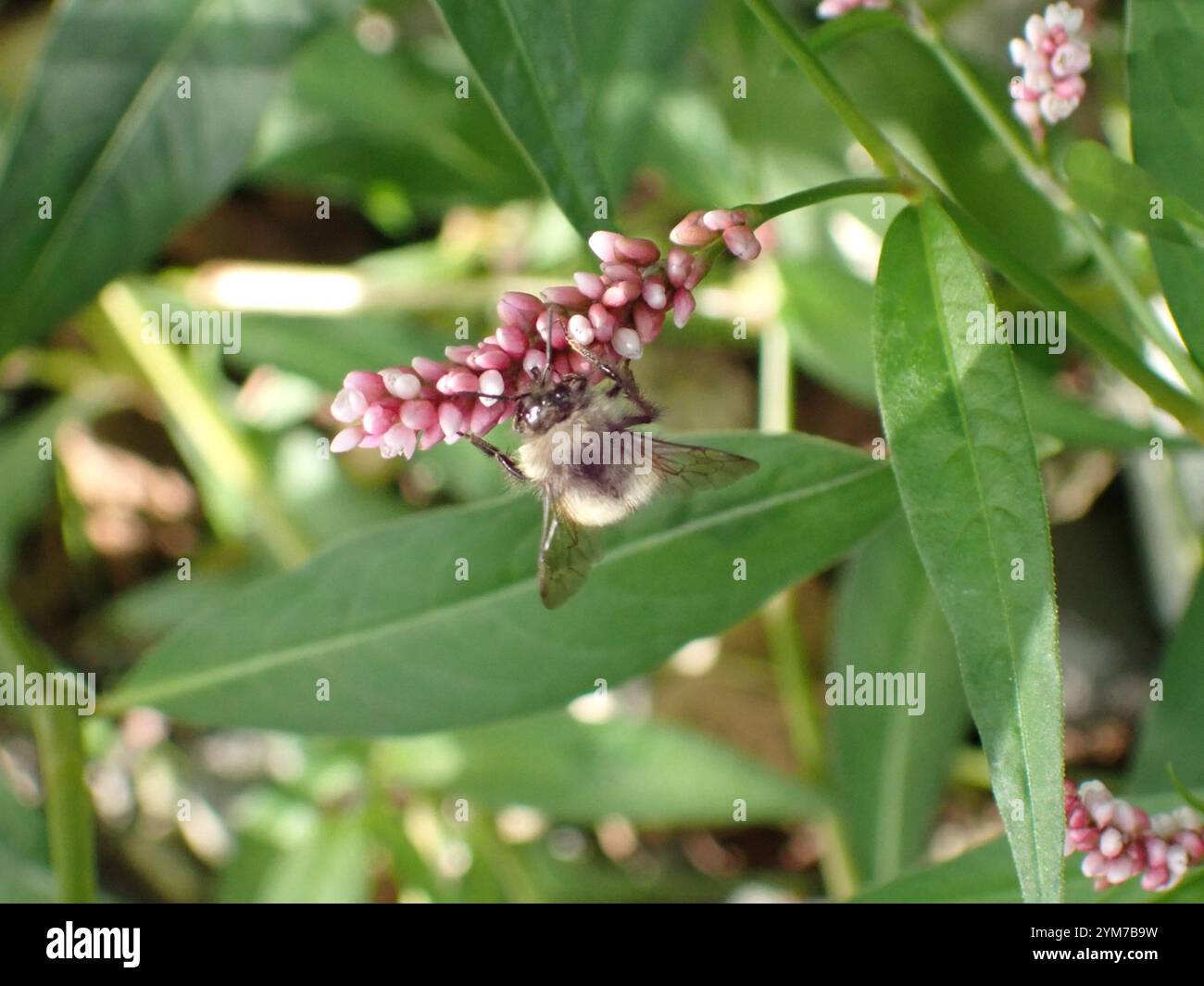 Sitka Bumble Bee (Bombus sitkensis Stock Photo - Alamy