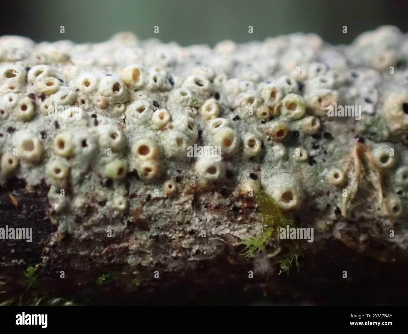 Barnacle lichens hi-res stock photography and images - Alamy