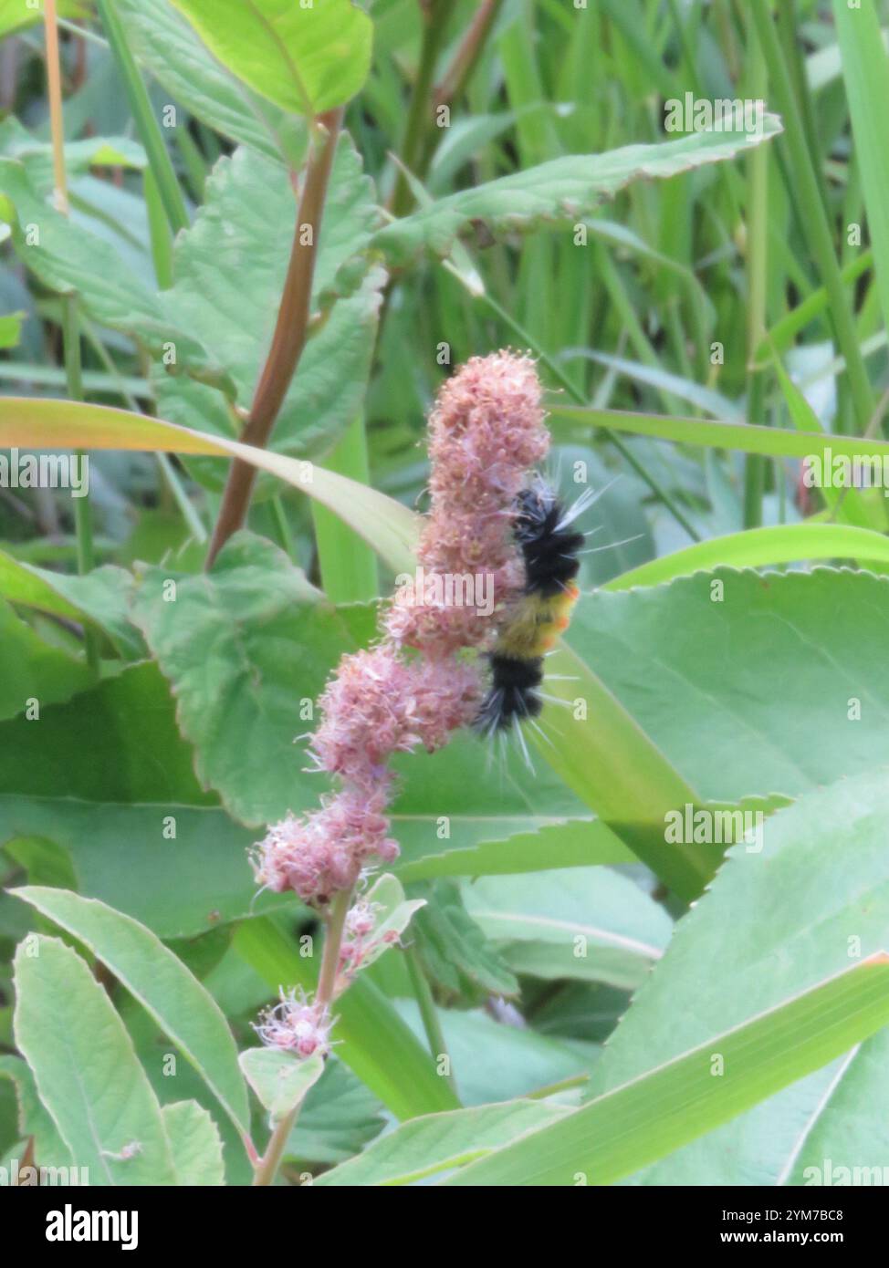Spotted Tussock Moth (Lophocampa maculata Stock Photo - Alamy