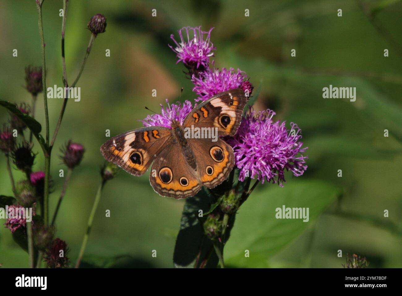 Common Buckeye (Junonia coenia Stock Photo - Alamy