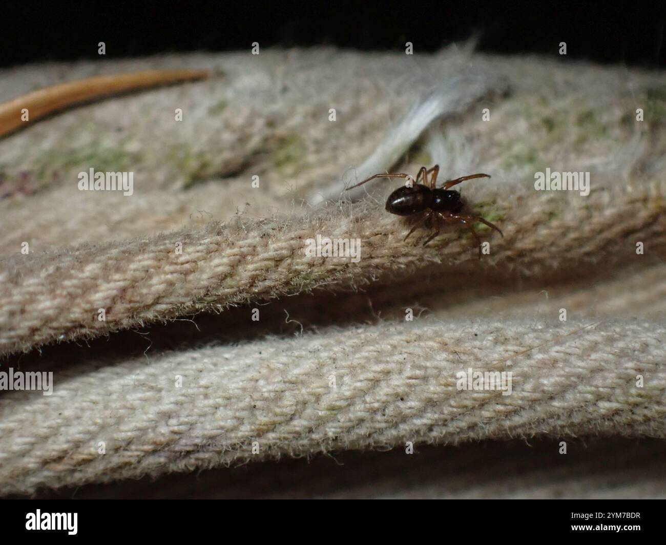 Dwarf Spiders (Erigoninae Stock Photo - Alamy