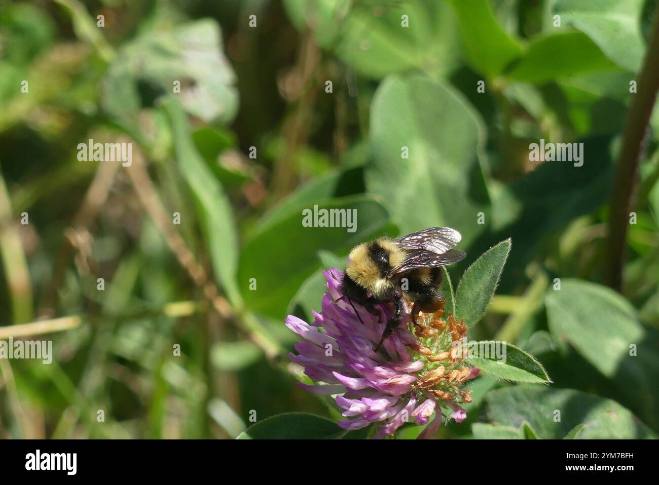California Bumble Bee (Bombus californicus Stock Photo - Alamy